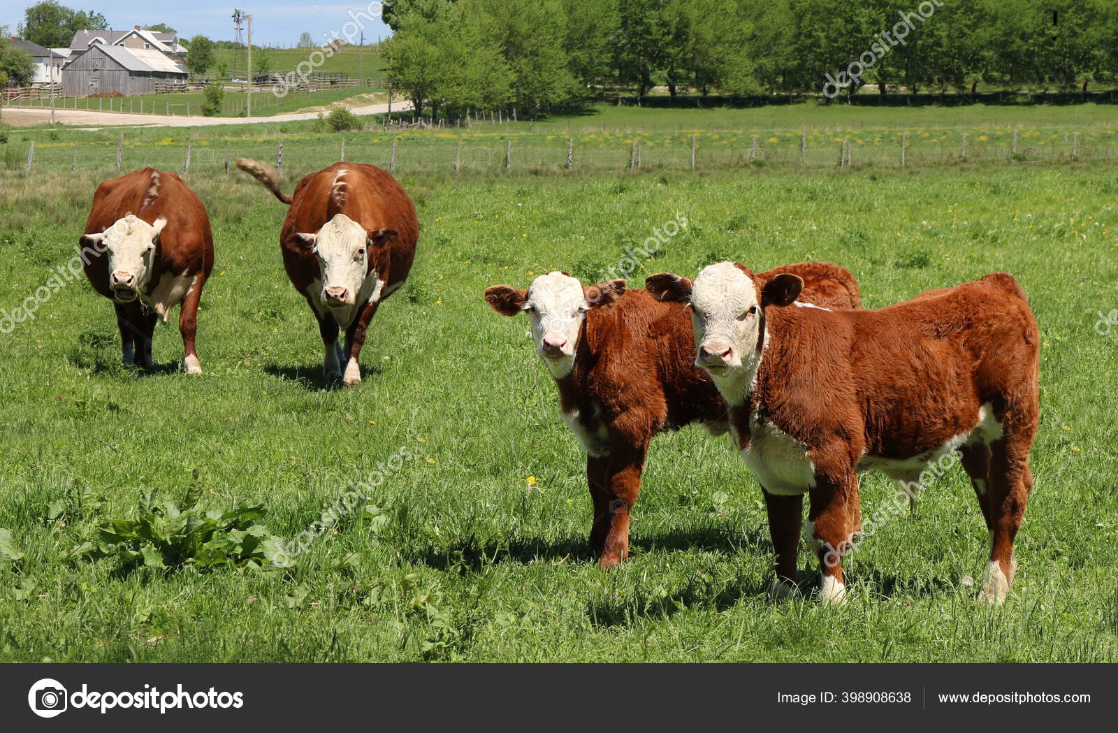 Brown Cute Cows Grass Field — Stock Photo © Wirestock #398908638