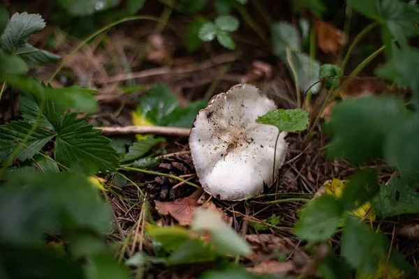 Destroying Angel Mushroom Images And Clipart