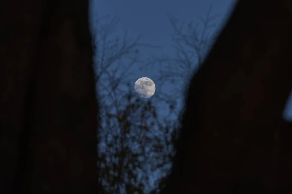 Moon behind tree Stock Photos, Royalty Free Moon behind tree Images ...