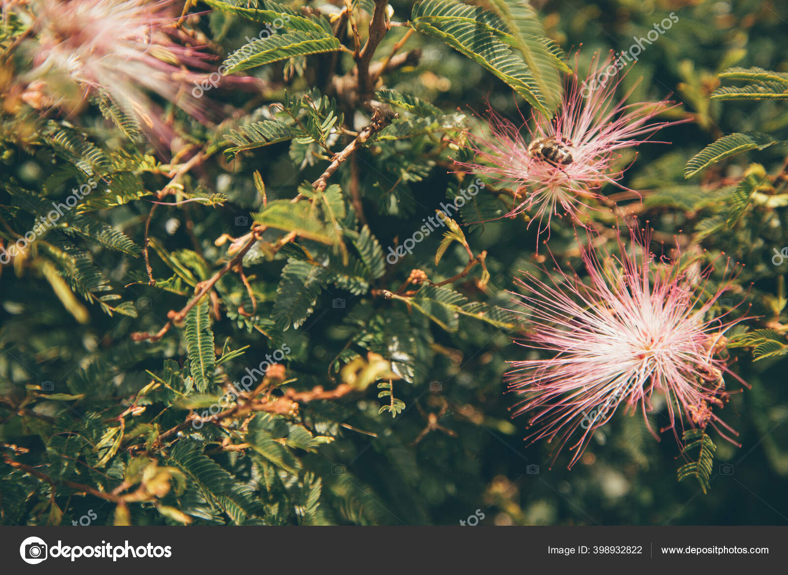 Beautiful Closuep Shot Blooming Stringy Pink Flowers Stock Photo by ...