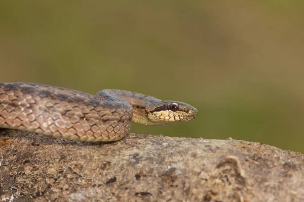 Poison turtle Stock Photos, Royalty Free Poison turtle Images ...