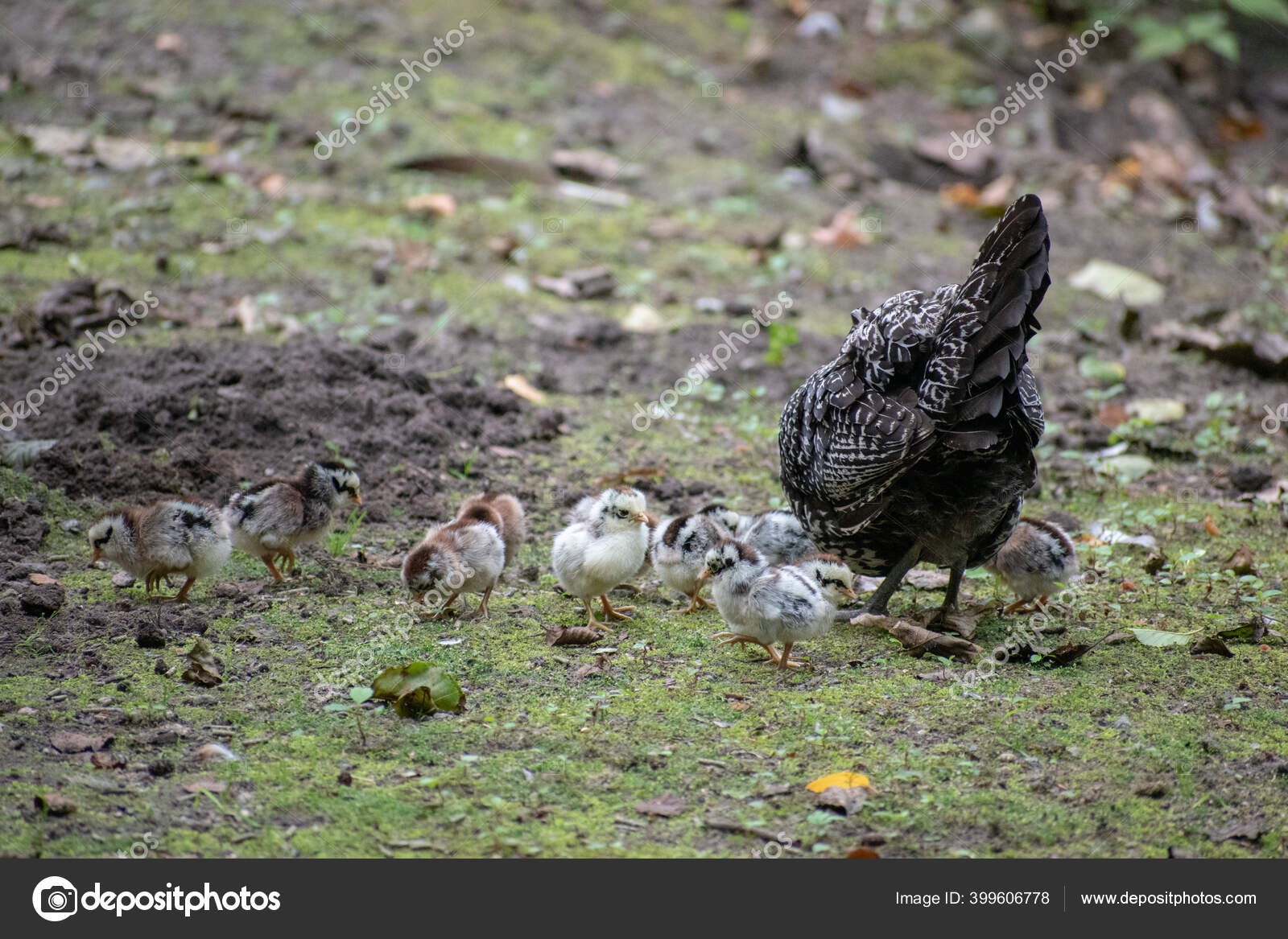 Baby Partridge