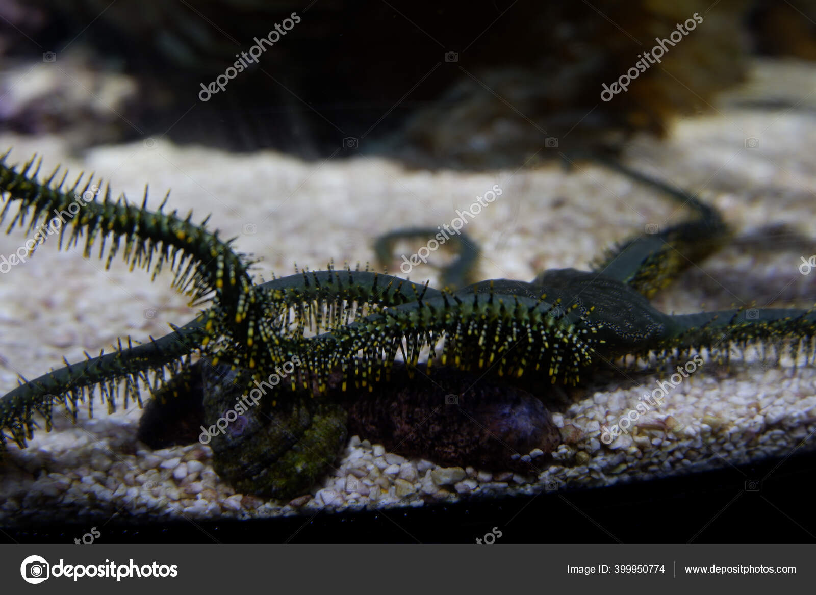 Green Brittle Starfish