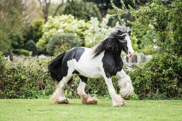 White Shire Stallion