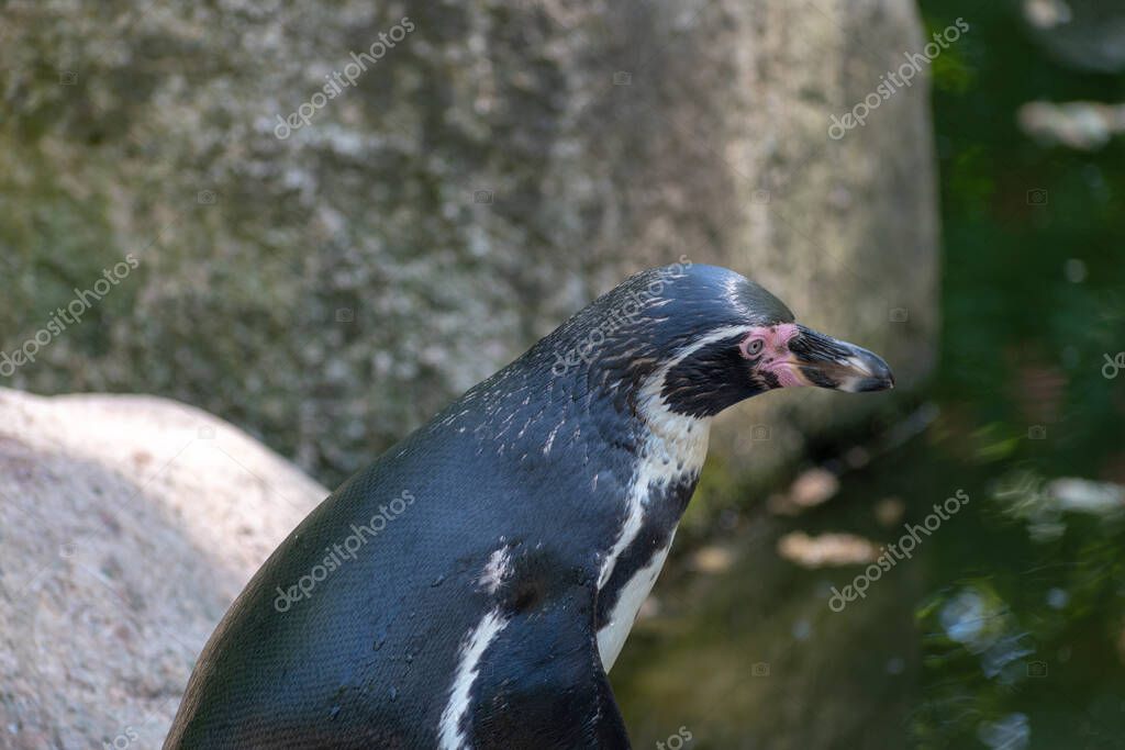 Una toma selectiva de un pingüino en la piedra del estanque 2022