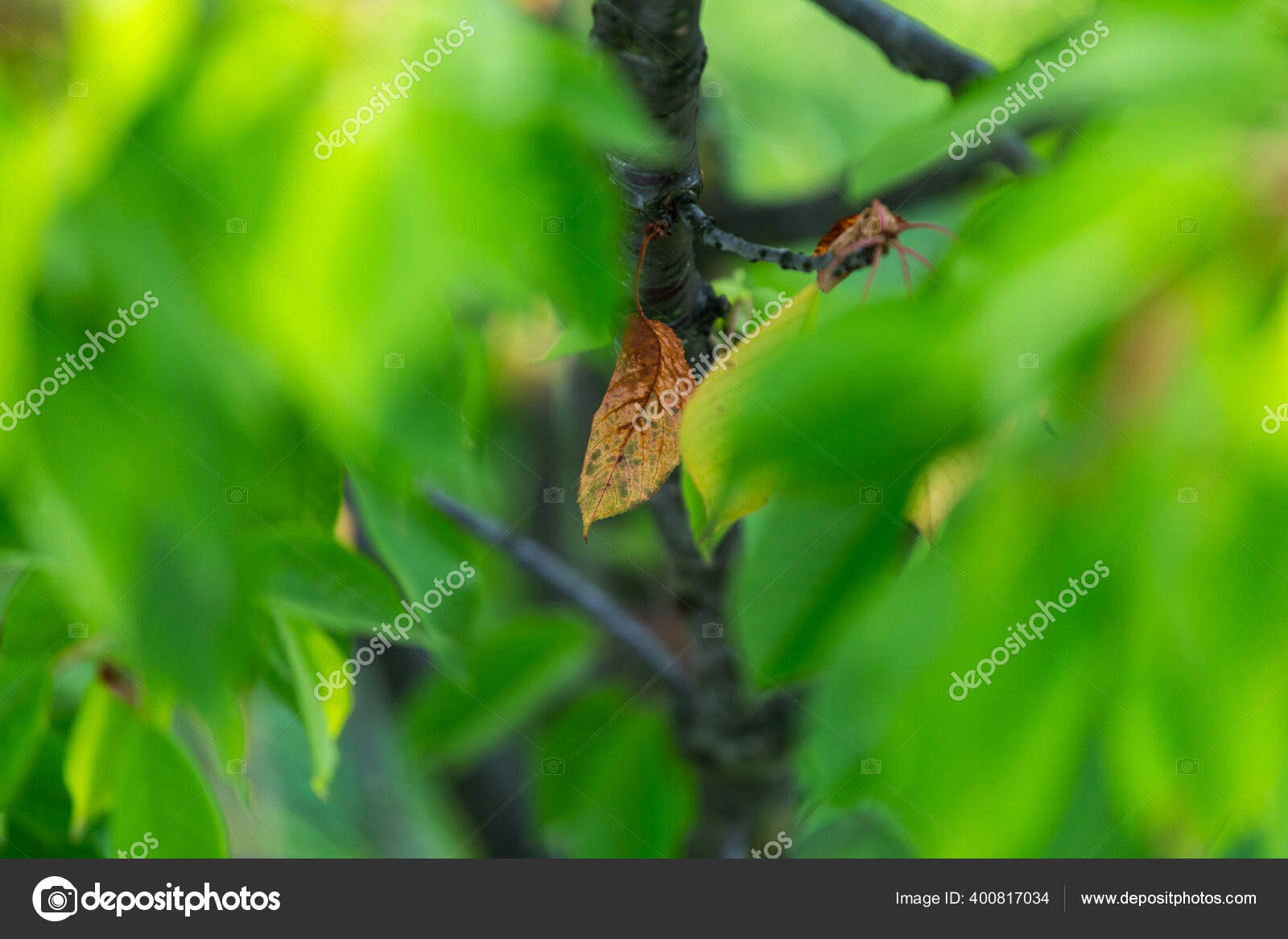 Closeup Shot Dry Yellow Leaf Green Leaves Tree — Stock Photo ...