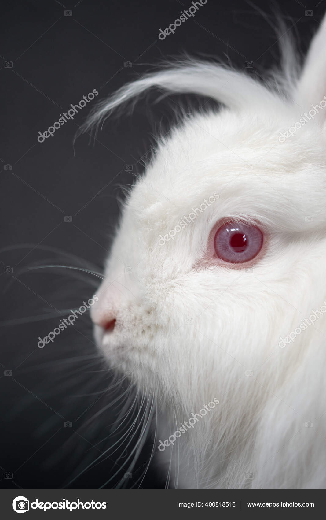 Close Up Rabbit Face