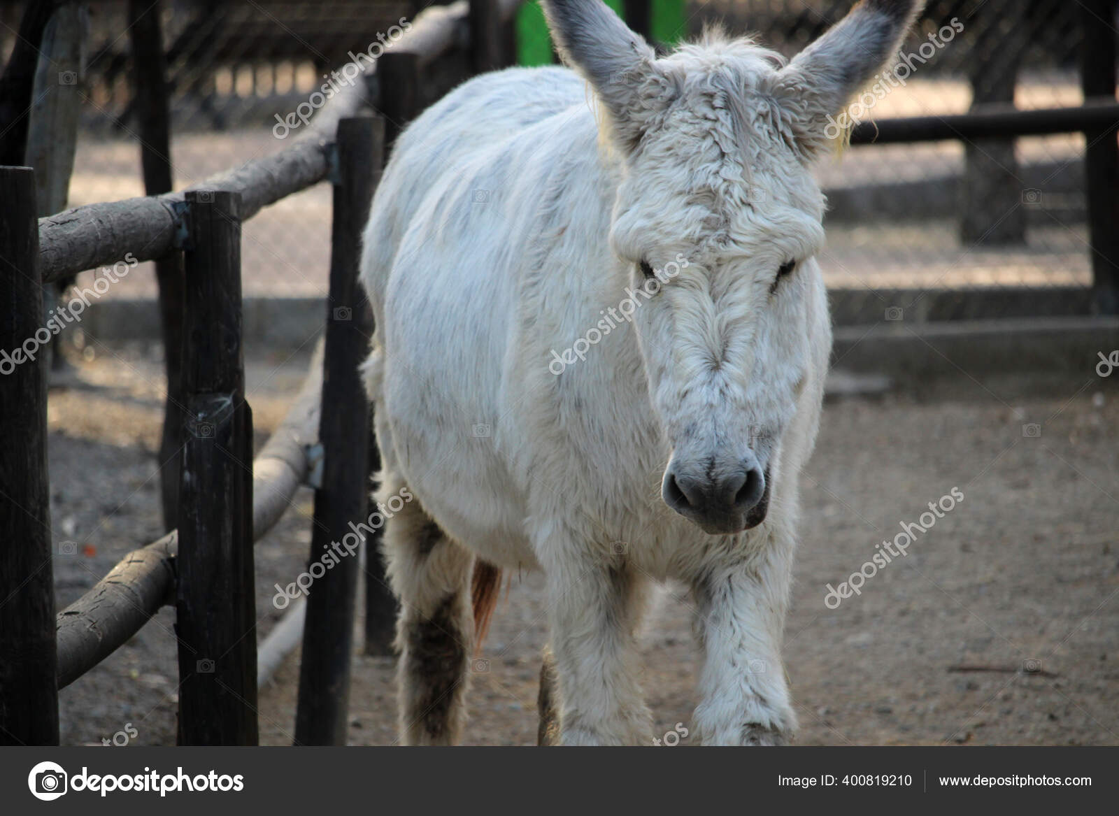 Shallow Focus Shot Cute White Burro — Stock Photo © Wirestock #400819210