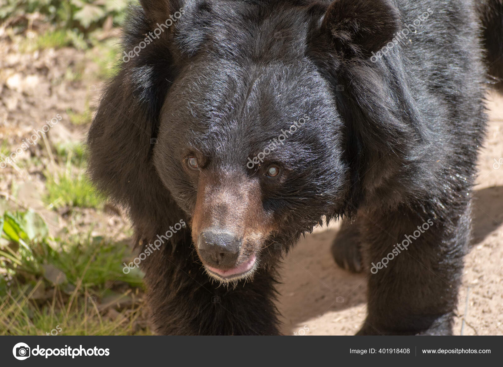 Himalayan Brown Bear Walking Upright