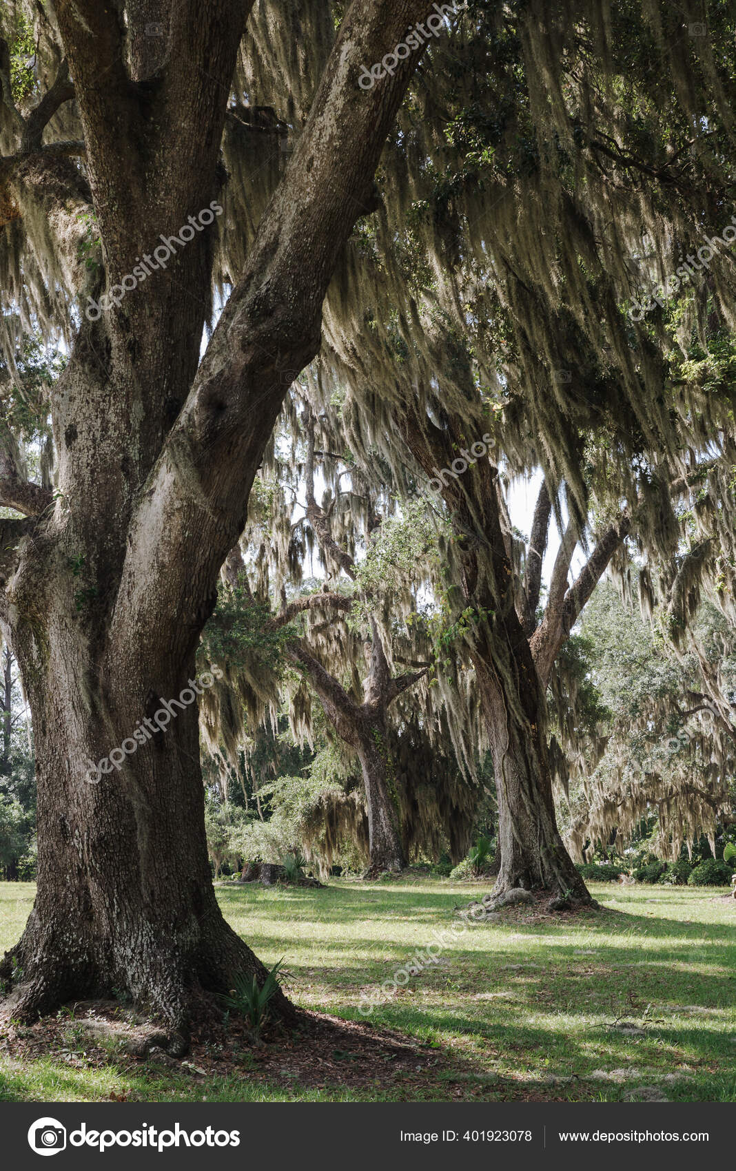 Vertical Shot Beautiful Droopy Trees Forest — Stock Photo © Wirestock ...
