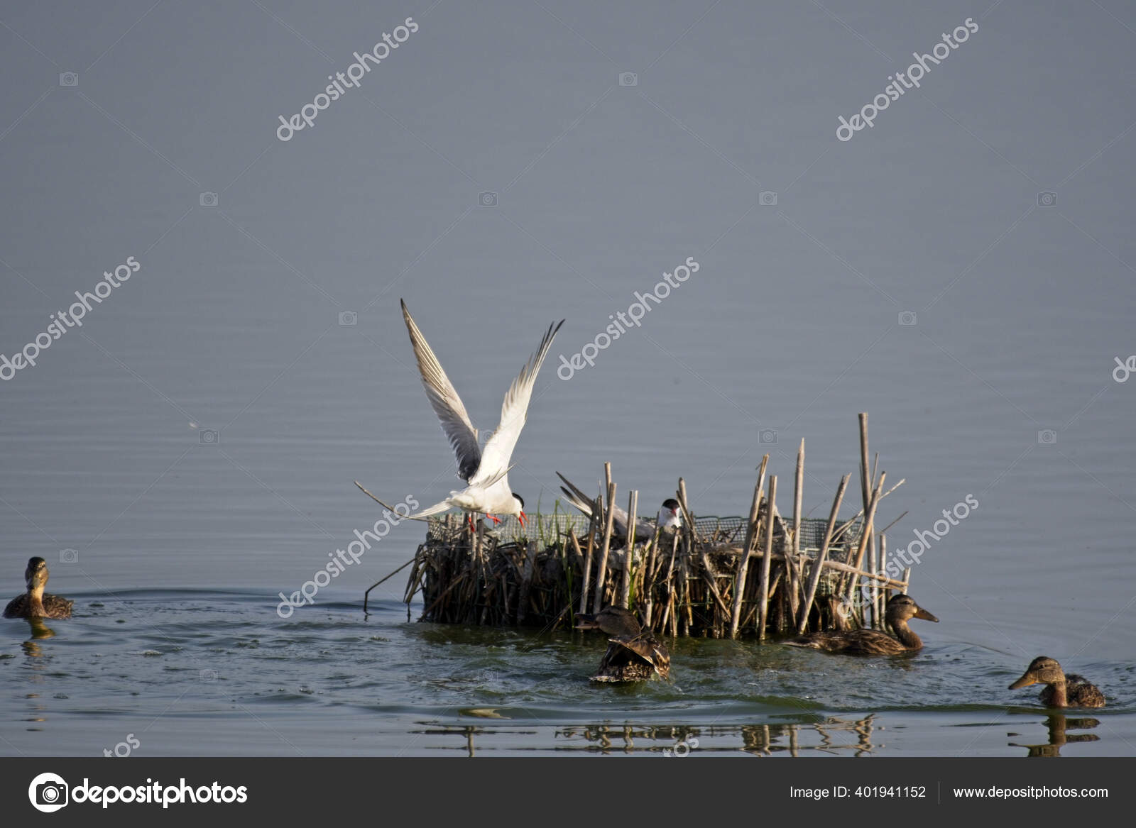 Beautiful River Tern Birds Nest Lake Stock Photo by ©Wirestock 401941152