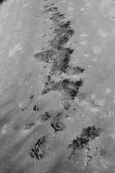 Snapping turtle footprint Stock Photos, Royalty Free Snapping turtle ...