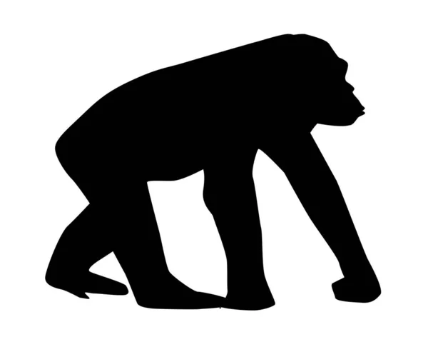 El australopithecus afarensis: картинки, стокові El australopithecus ...