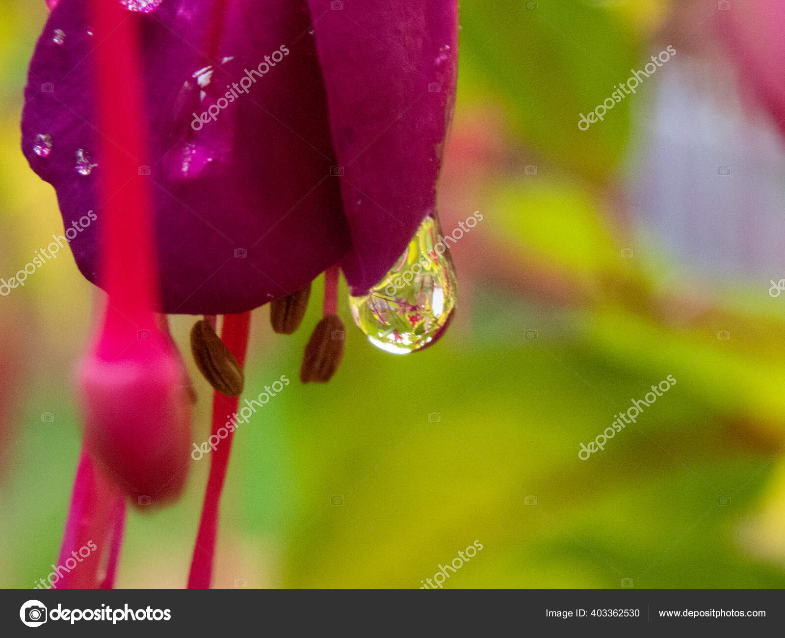 Raindrops Falling On Flowers