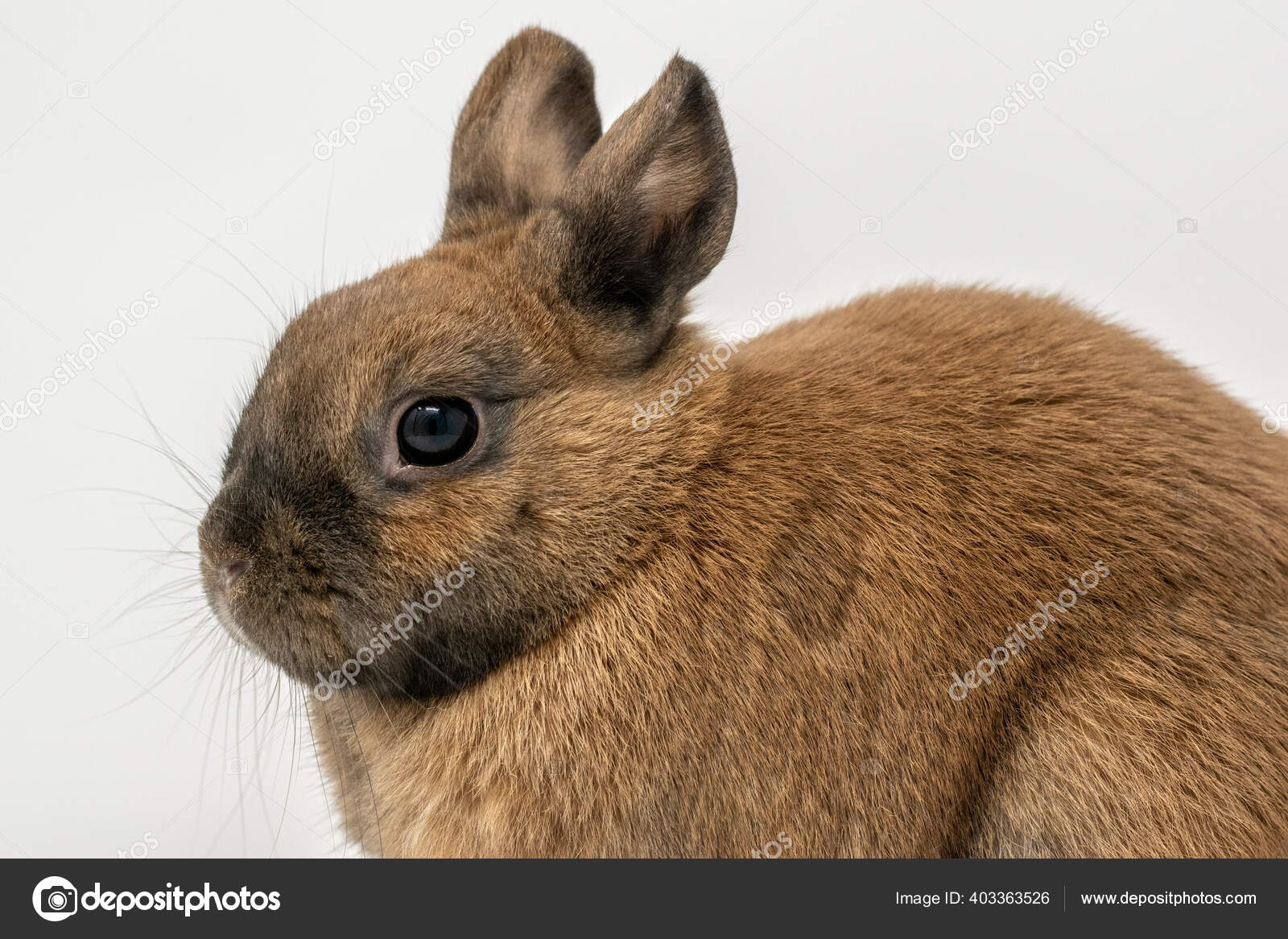 Brown Dwarf Bunny