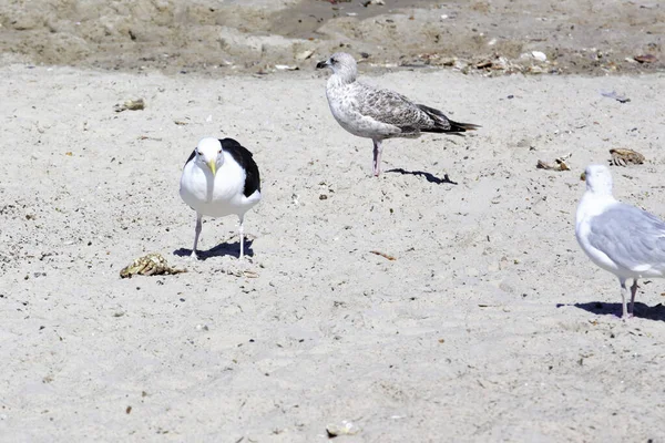 Seagull poop Stock Photos, Royalty Free Seagull poop Images | Depositphotos