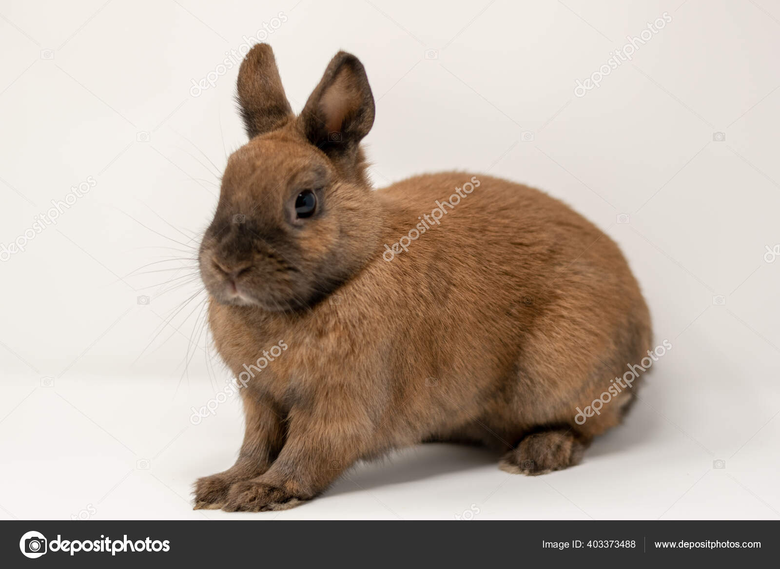 Brown Dwarf Bunny Rabbits