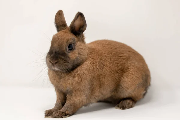 Zwerg kaninchen Stock Photos, Royalty Free Zwerg kaninchen Images ...