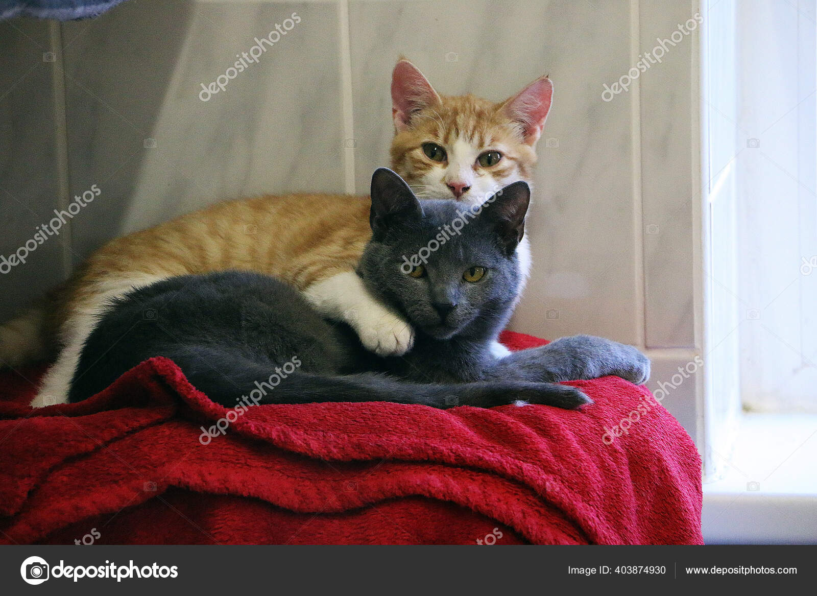 Orange Kittens Cuddling