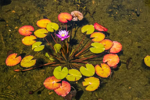 Flor de manel Stock Photos, Royalty Free Flor de manel Images ...