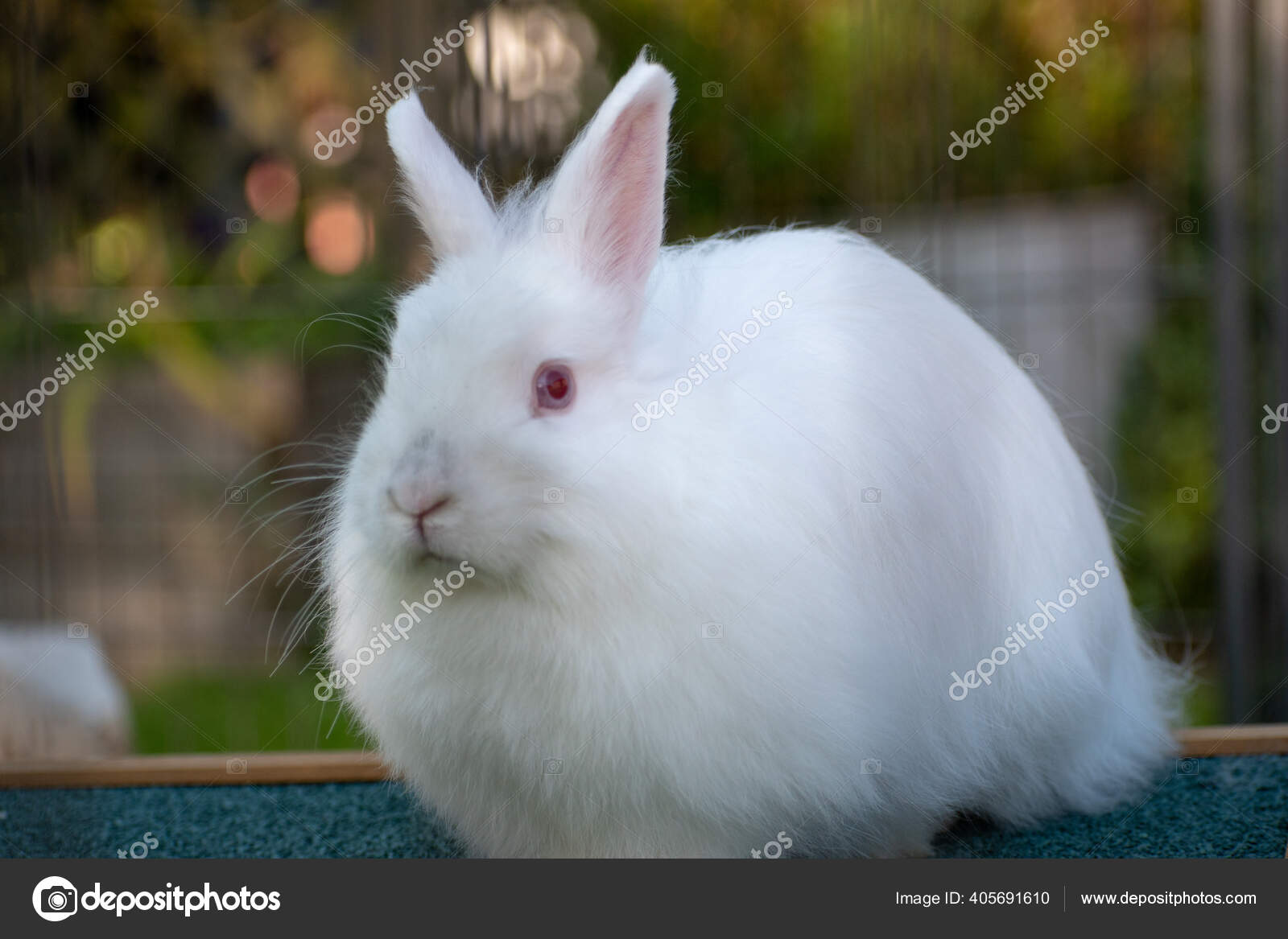 White Dwarf Rabbit Red Eyes