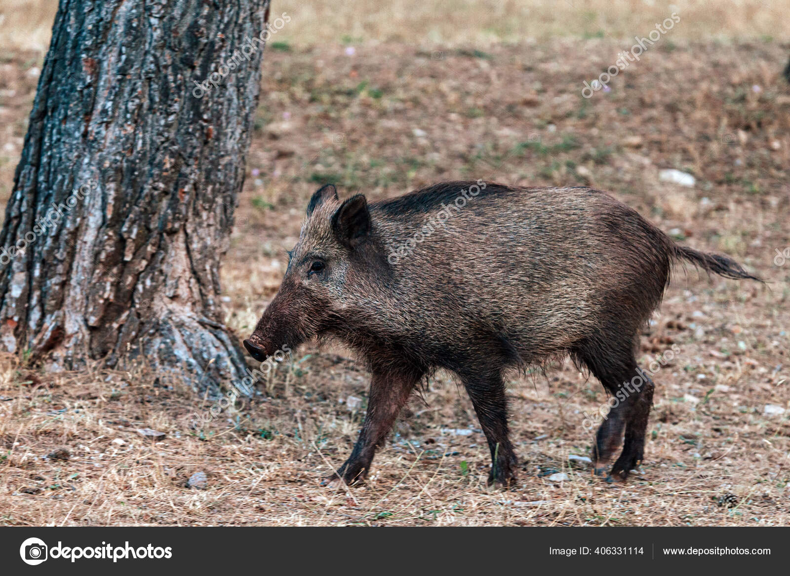 Closeup Wild Boar Natural Park Sierras Cazorla Segura Villas Spain ...