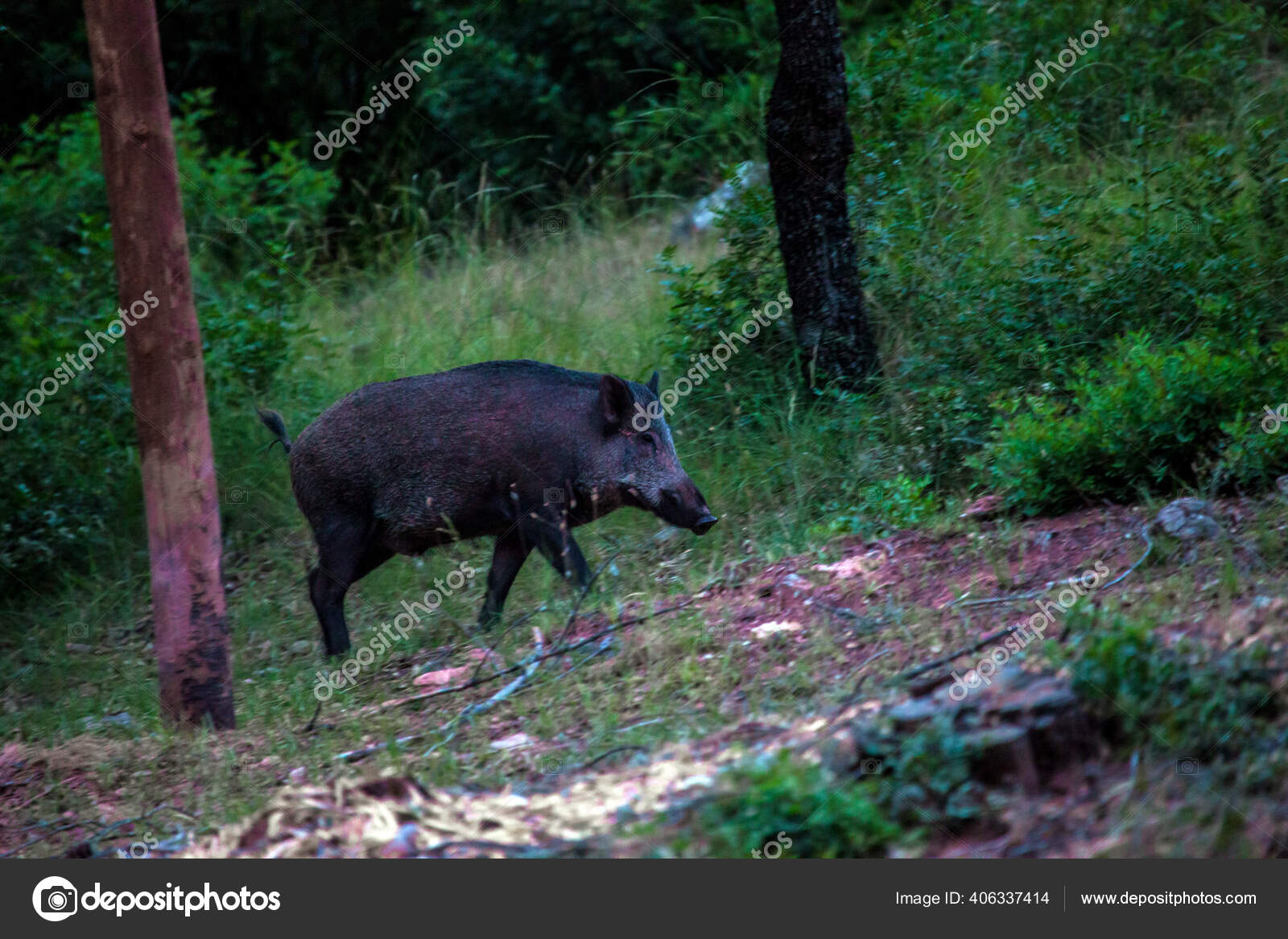 Wild Boar Natural Park Sierras Cazorla Segura Villas Spain — Stock ...