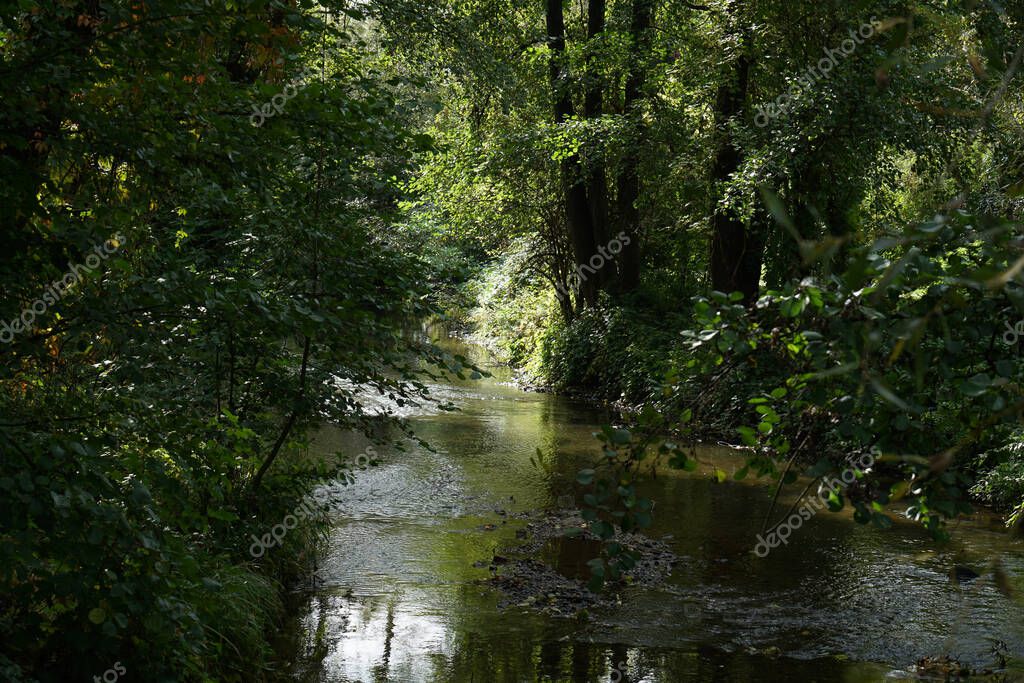 Un río en un bosque rodeado de árboles 2024