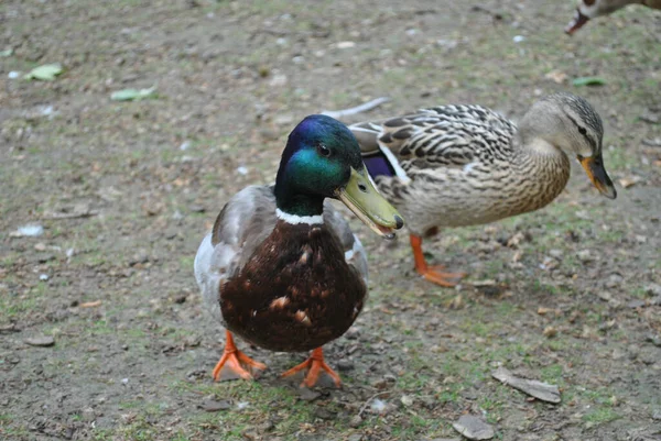 Canard colvert couple images libres de droit, photos de Canard colvert ...