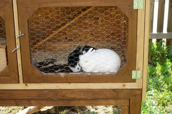 The bunny house Stock Photos, Royalty Free The bunny house Images ...