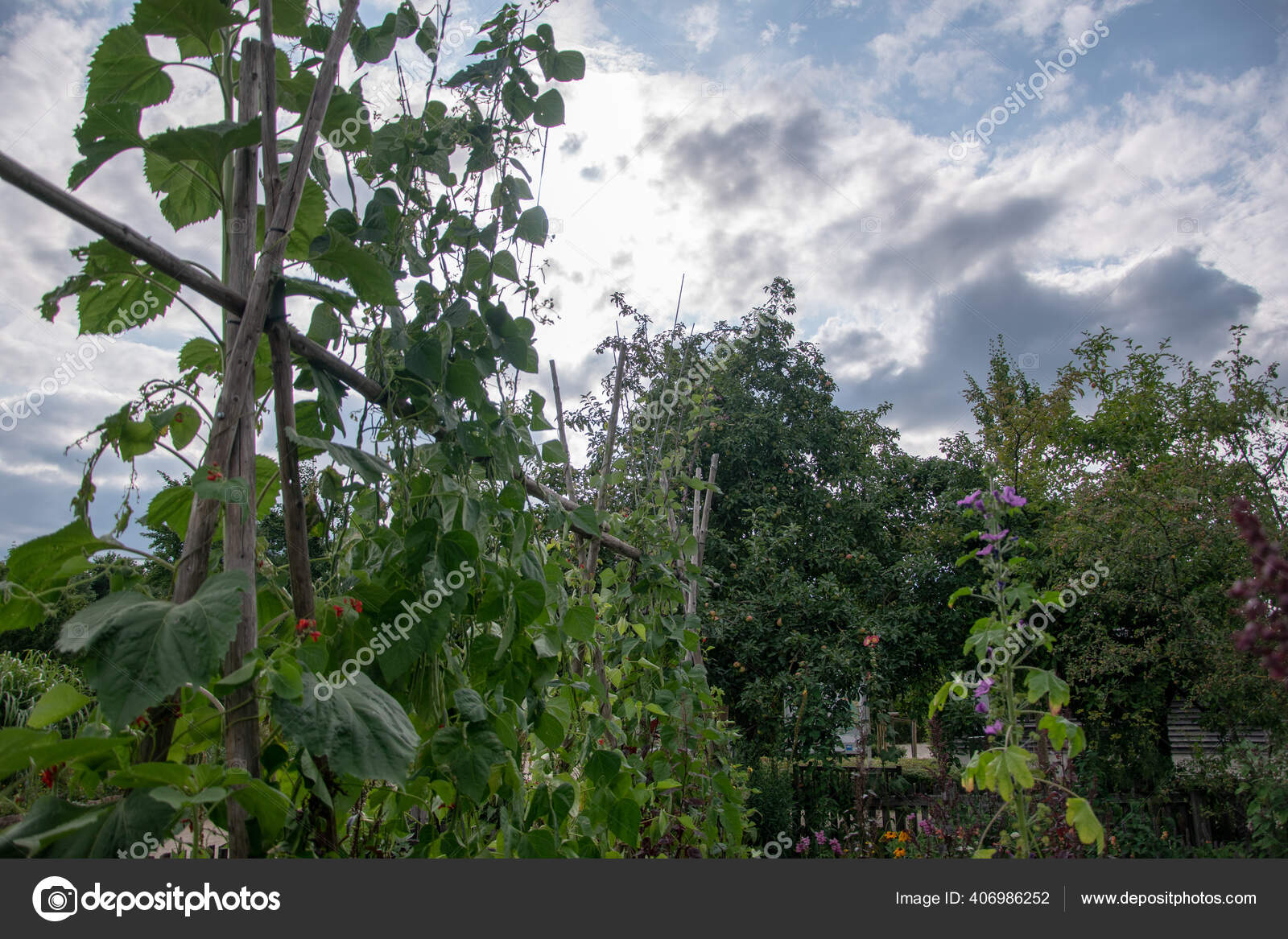 Closeup Beautiful Trees Botanical Garden Park — Stock Photo © Wirestock ...