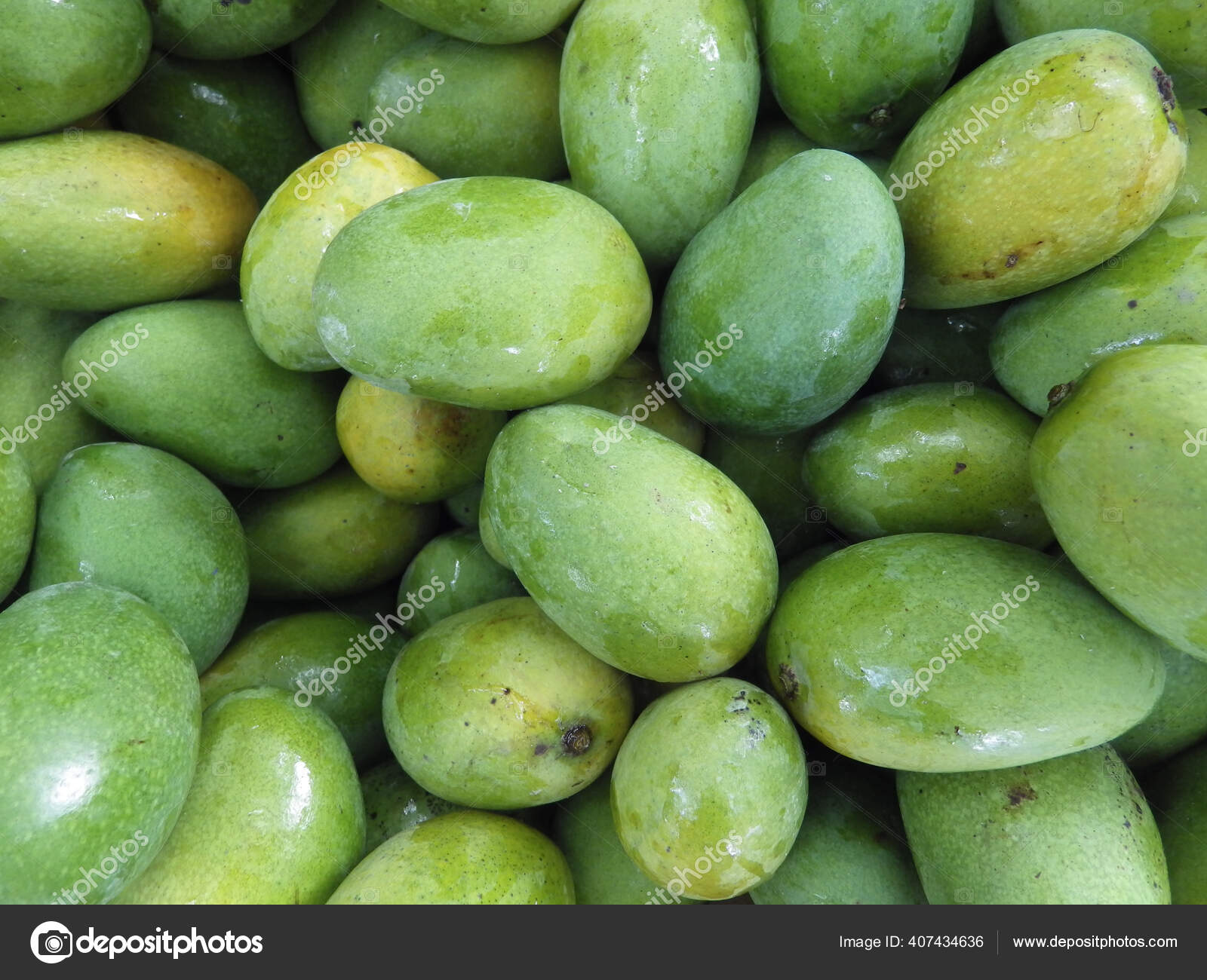 Green Mango Fruit Wallpaper