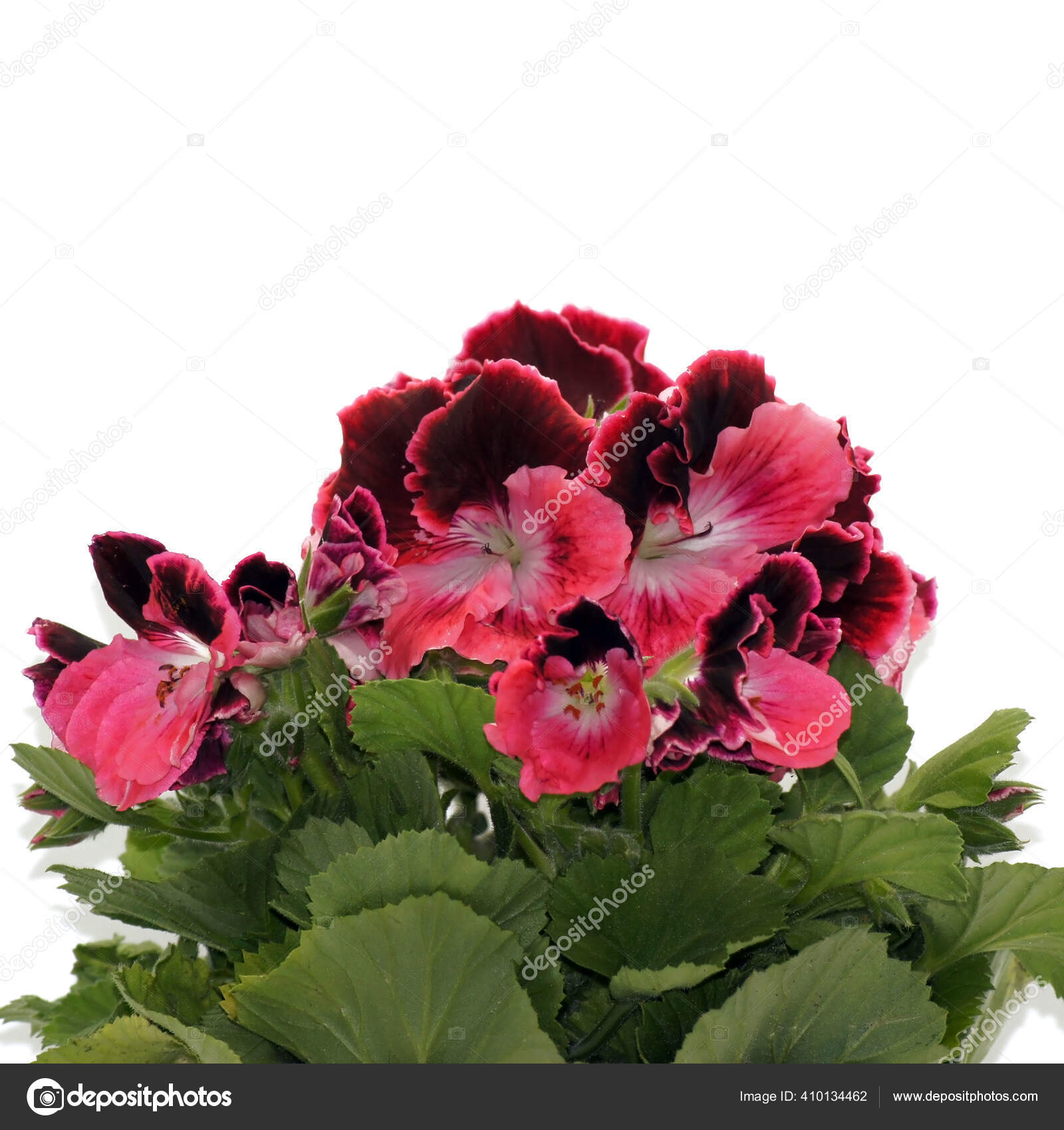 Beautiful Pink Geraniums Great Wallpapers Stock Photo by ©Wirestock ...