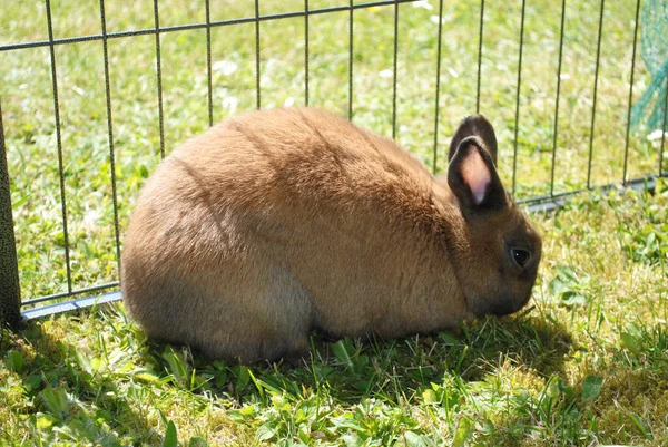 Squashed bun Stock Photos, Royalty Free Squashed bun Images | Depositphotos