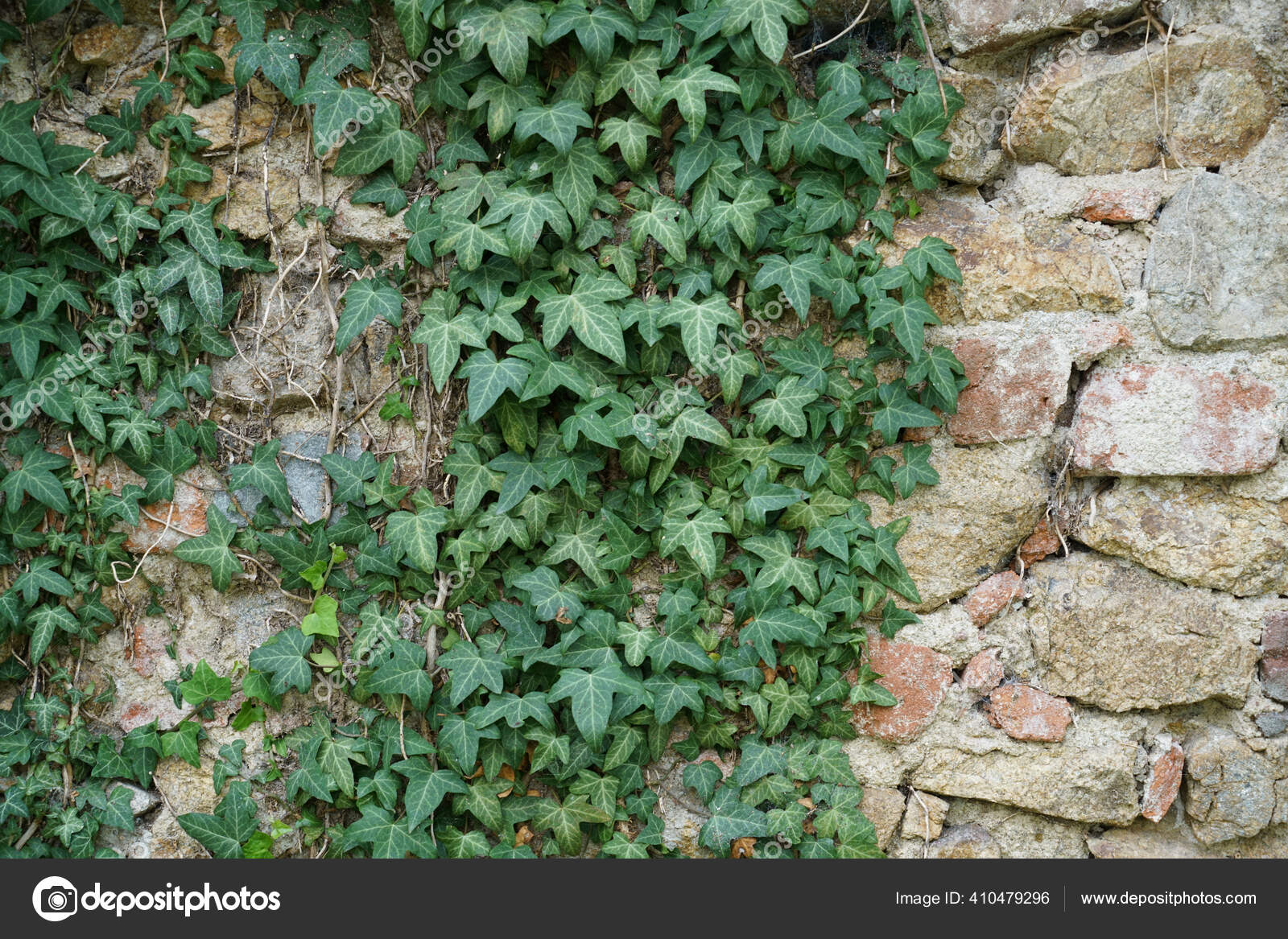 Closeup Focus Shot Vegetation Growing Stone Wall — Stock Photo ...