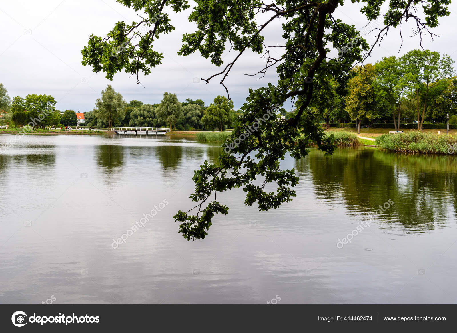 Beautiful View Pond Park Tree Branch Foreground — Stock Photo ...