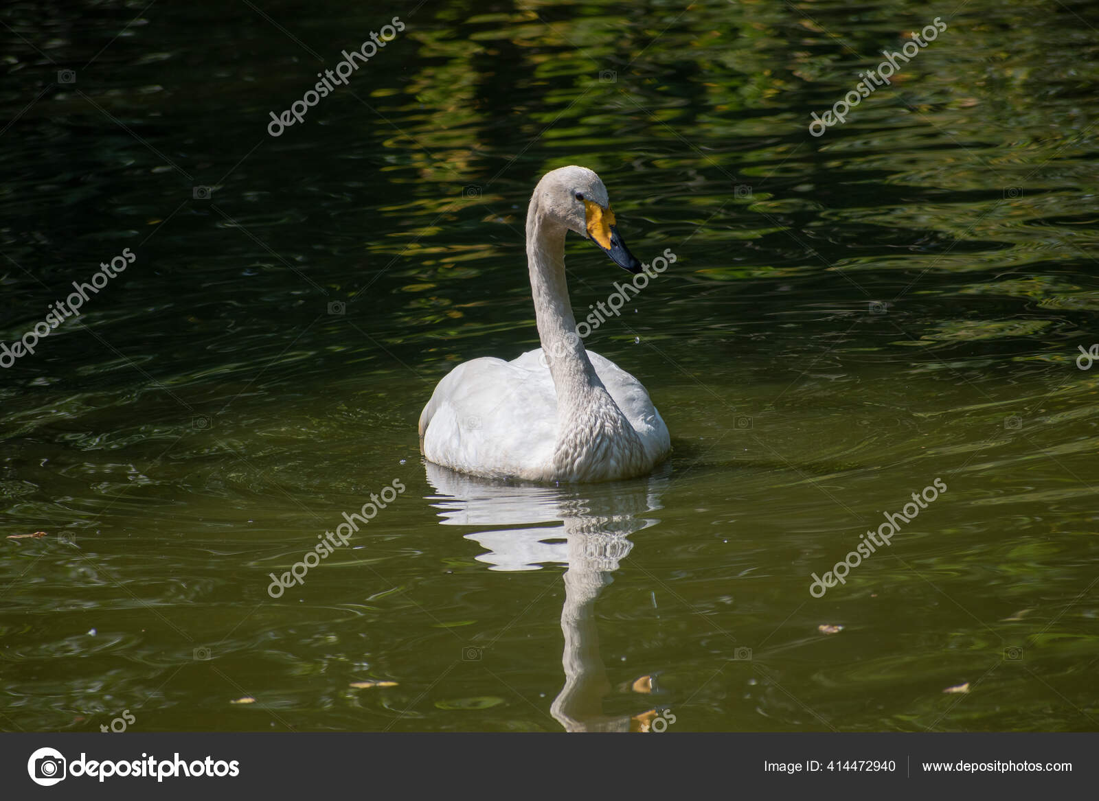 Beautiful Swan Floating Water Stock Photo by ©Wirestock 414472940