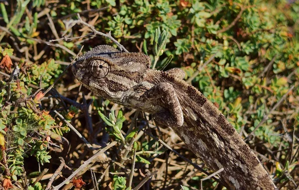 Garigue vegetation Stock Photos, Royalty Free Garigue vegetation Images ...