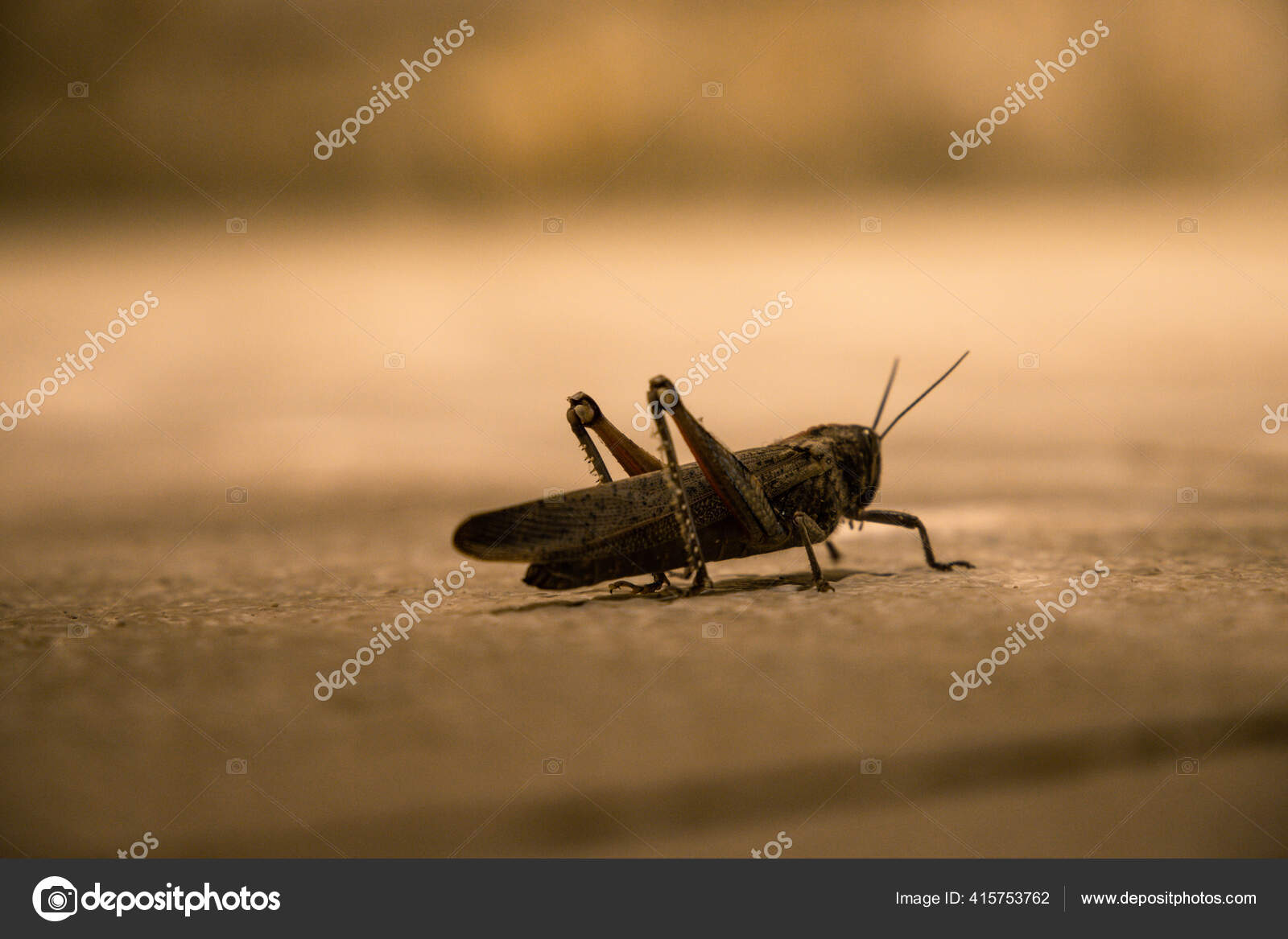 Locust Insect Identification