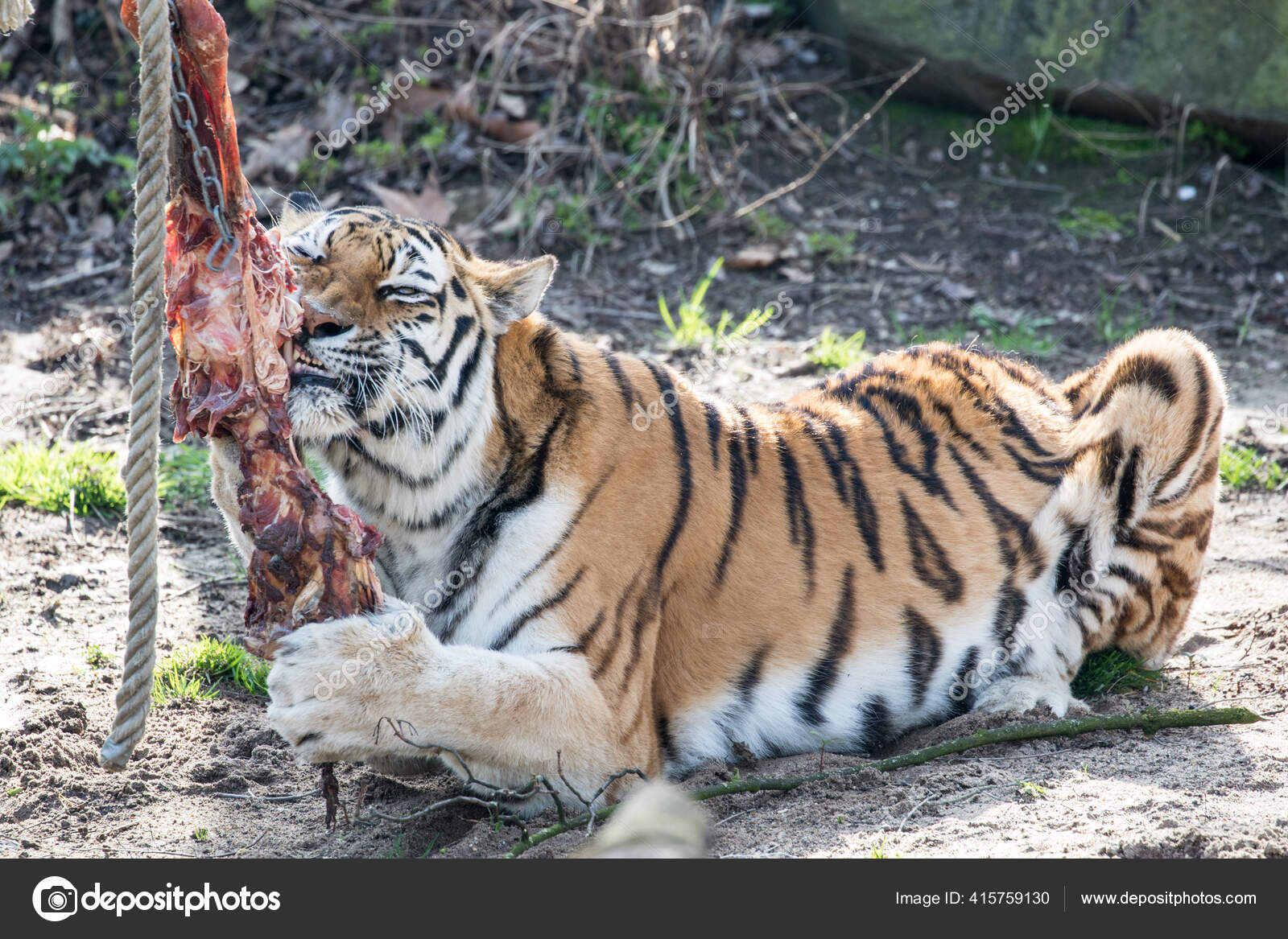 Imágenes De Tigres Siberianos Comiendo Grupo Tigres Siberianos