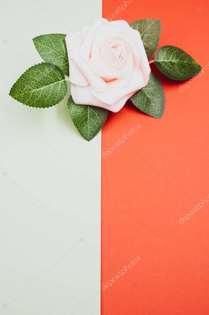 Un plano vertical de una rosa decorativa 2024
