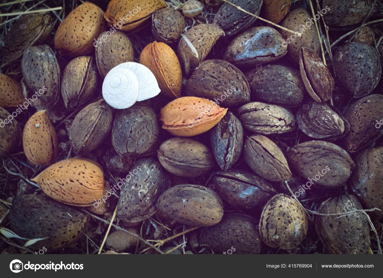 Top View Almond Shells Ground Stock Photo by ©Wirestock 415769904