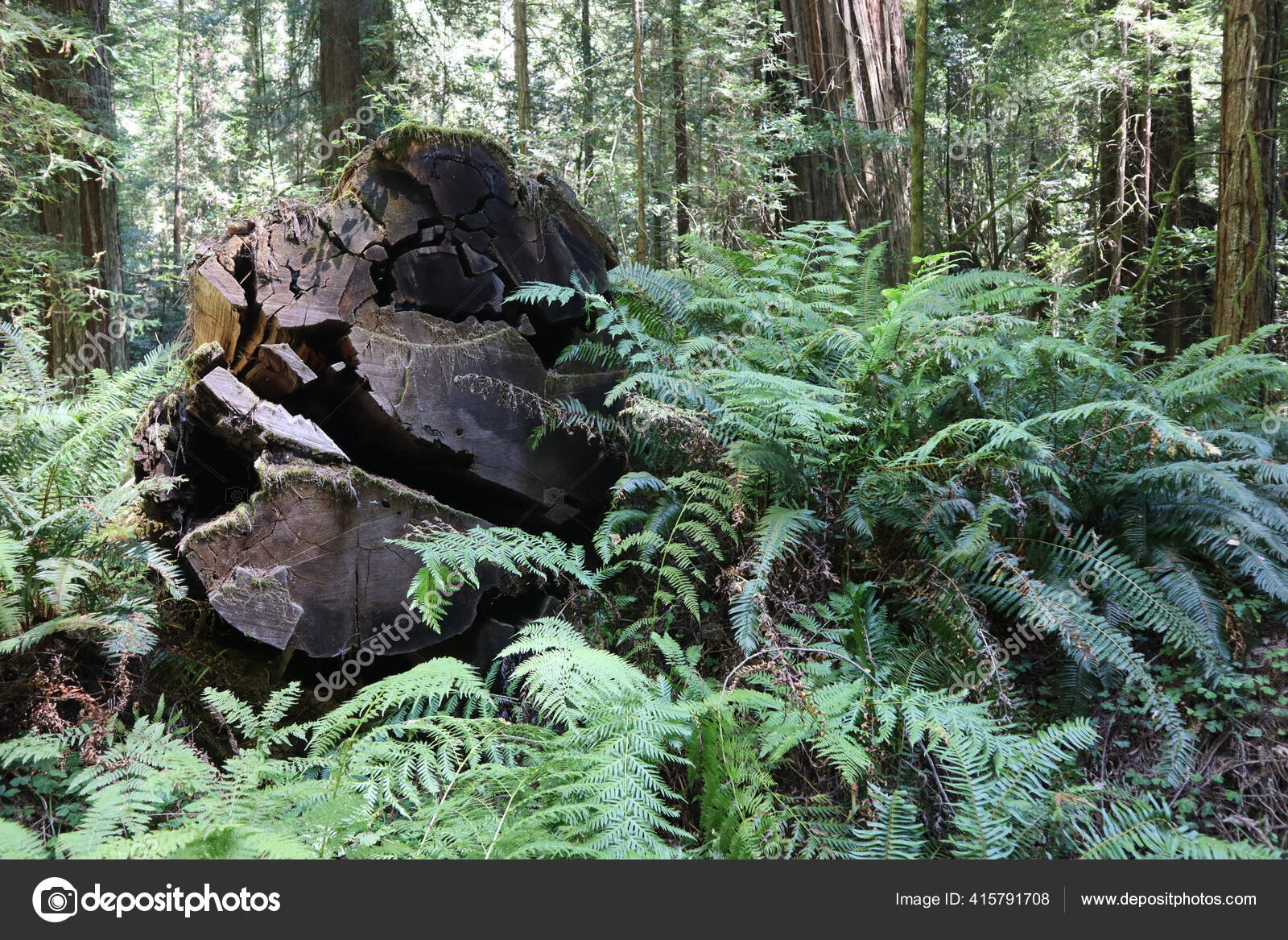 Big Stones Forest Green Plants Stock Photo by ©Wirestock 415791708
