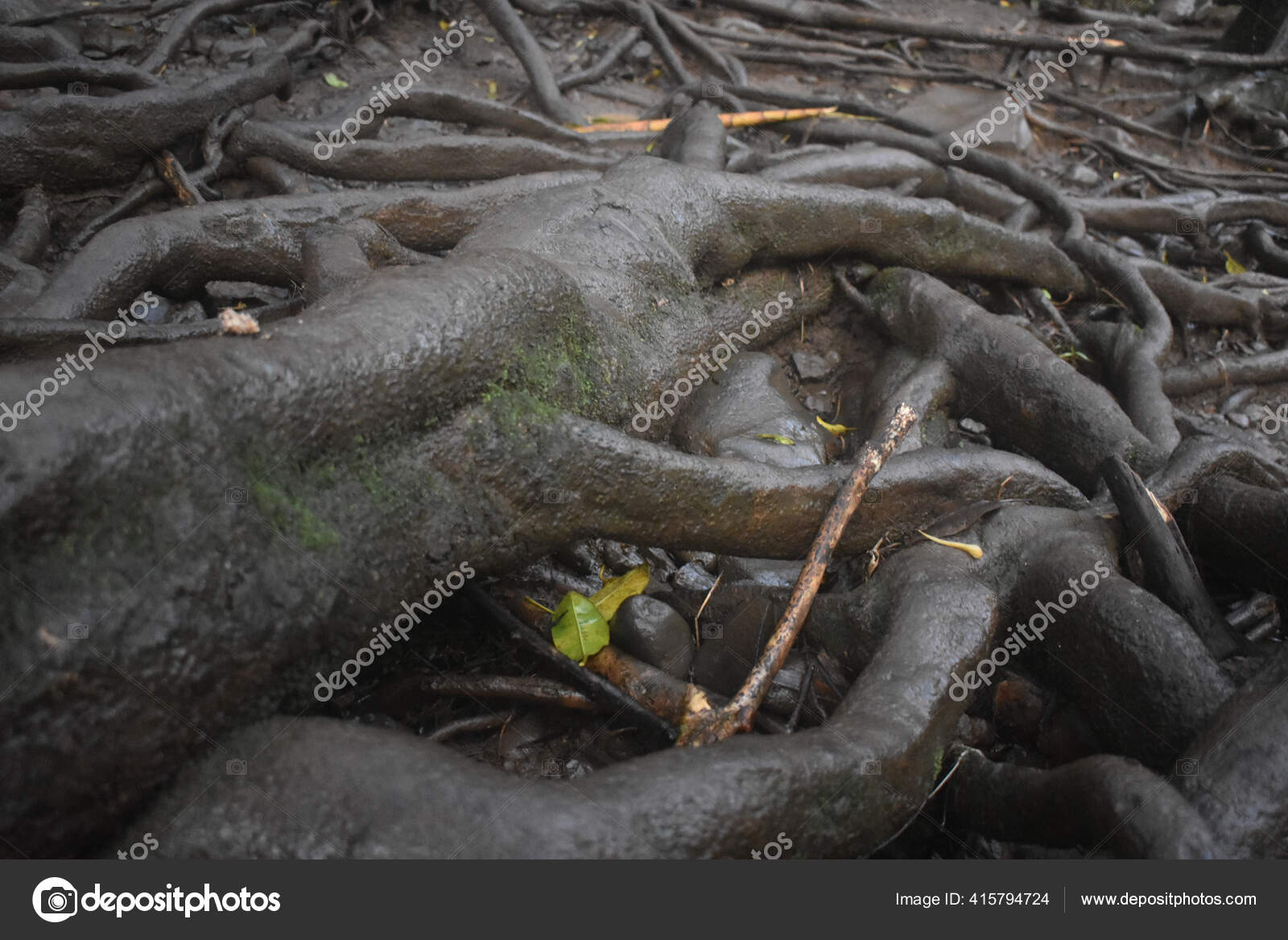 Closeup Tree Roots Exposed Growing Ground — Stock Photo © Wirestock ...