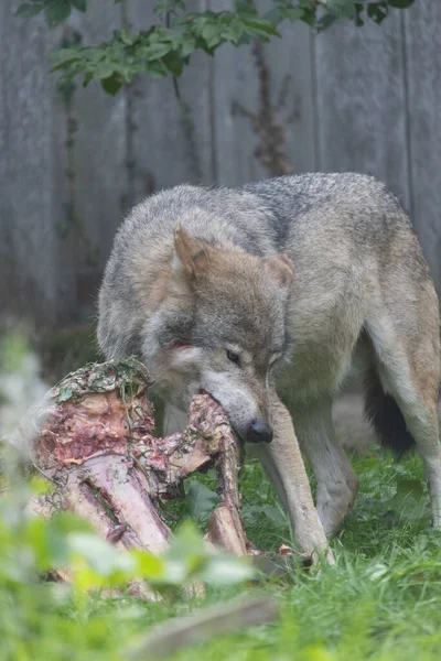 El carnívoro Stock Photos, Royalty Free El carnívoro Images | Depositphotos