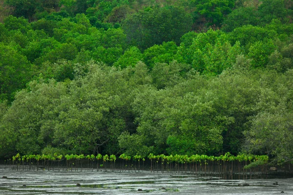 Floating mangrove forest Stock Photos, Royalty Free Floating mangrove ...