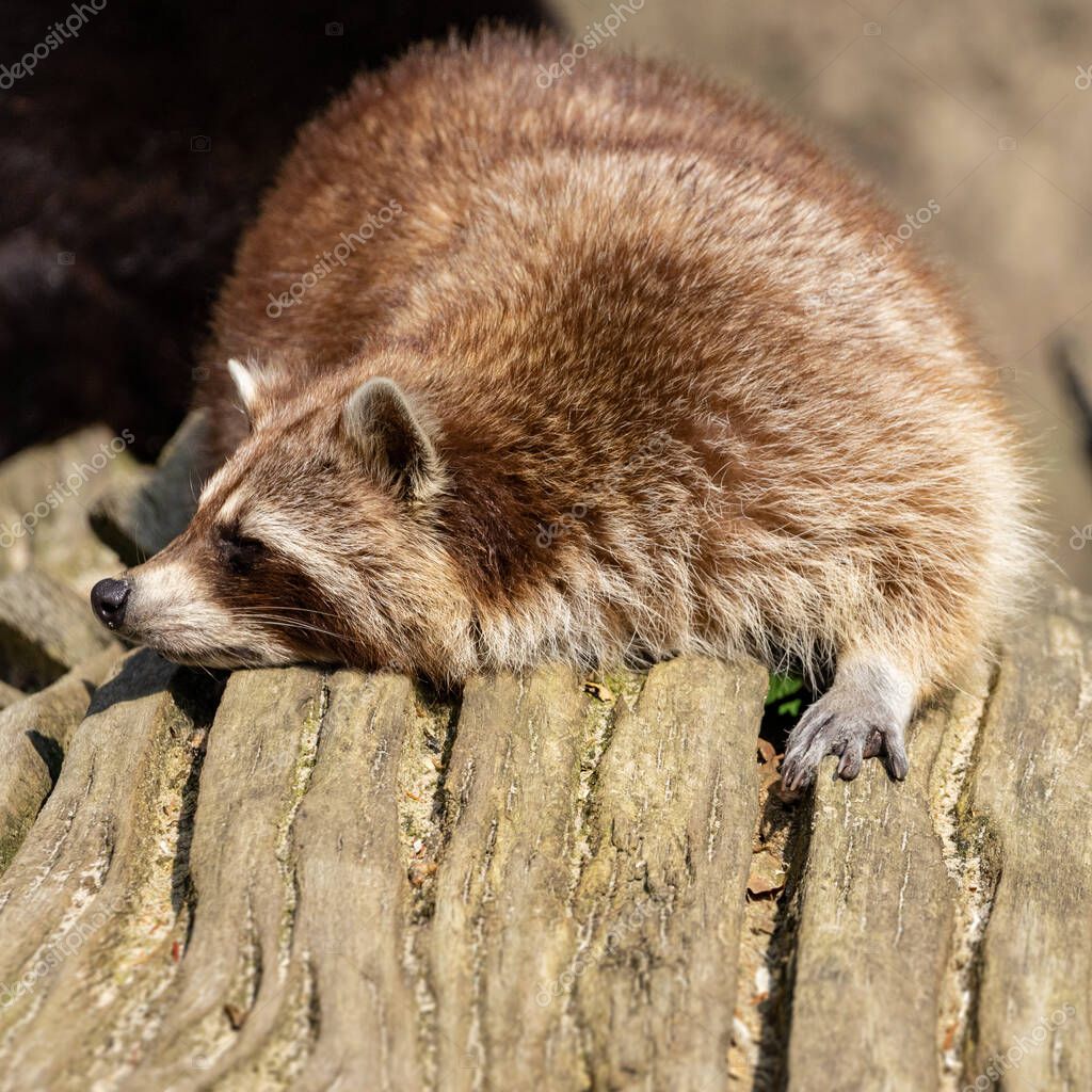 Mapache podrido, nombre científico Procyon lotor, acostado dormitando ...