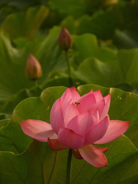 Lotus river Stock Photos, Royalty Free Lotus river Images | Depositphotos