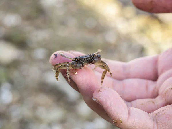 The Smallest Crab In The World