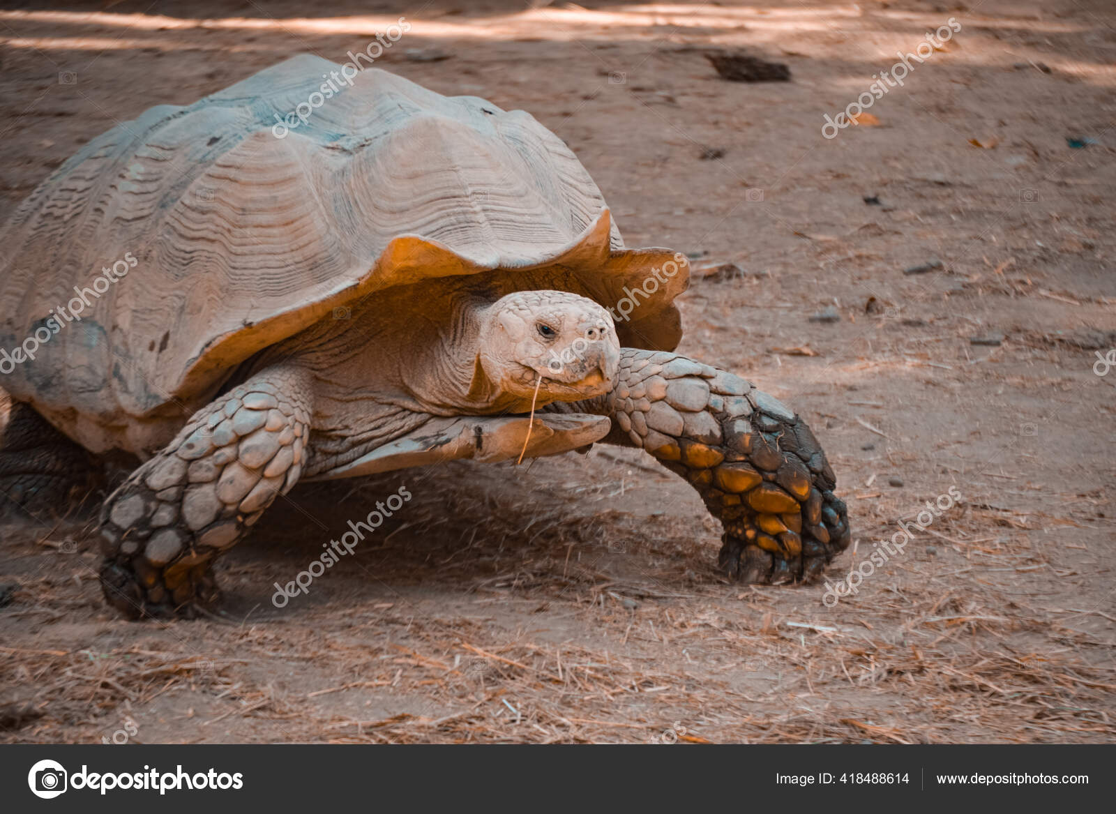 Huge Turtle Big Shell Walking Deserted Area — Stock Photo © Wirestock ...
